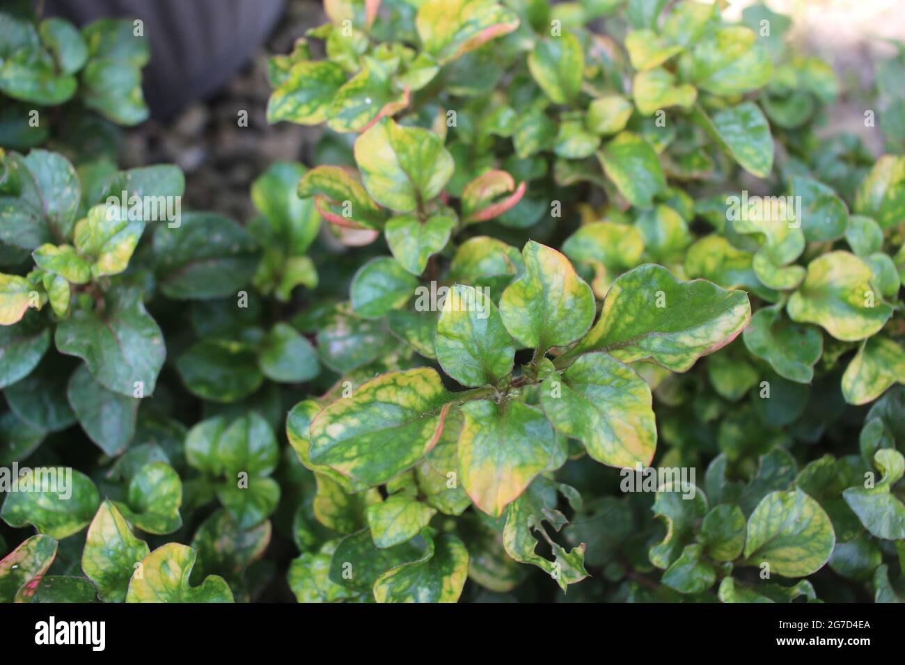 Beautiful close up photo of flower petals Stock Photo - Alamy