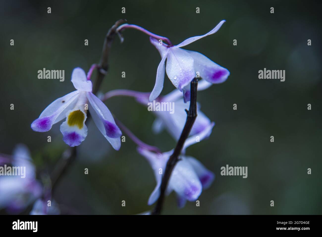 Closeup shot of blooming purple Dendrobium flowers Stock Photo - Alamy