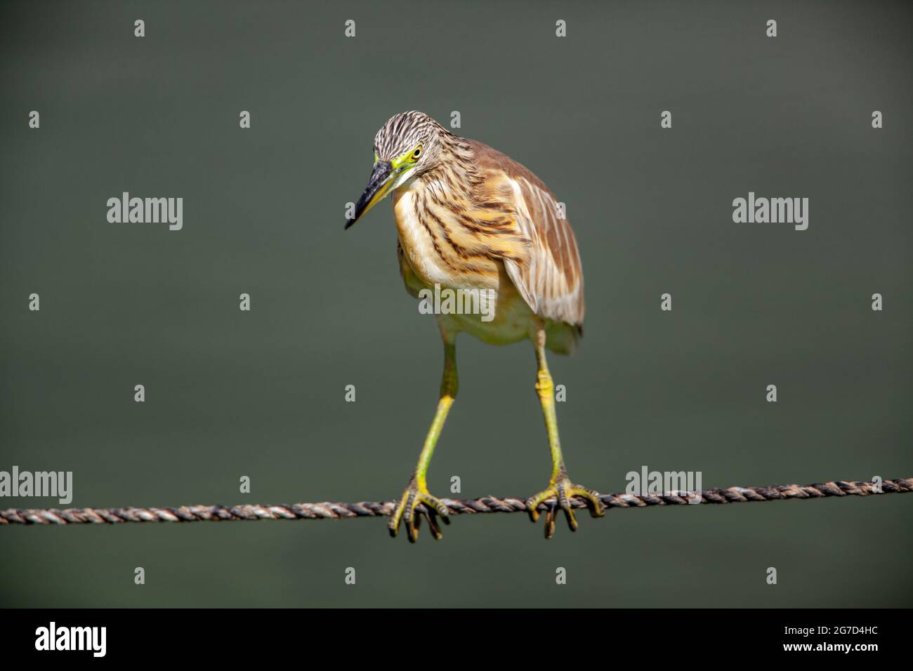 Small water insects hi-res stock photography and images - Alamy