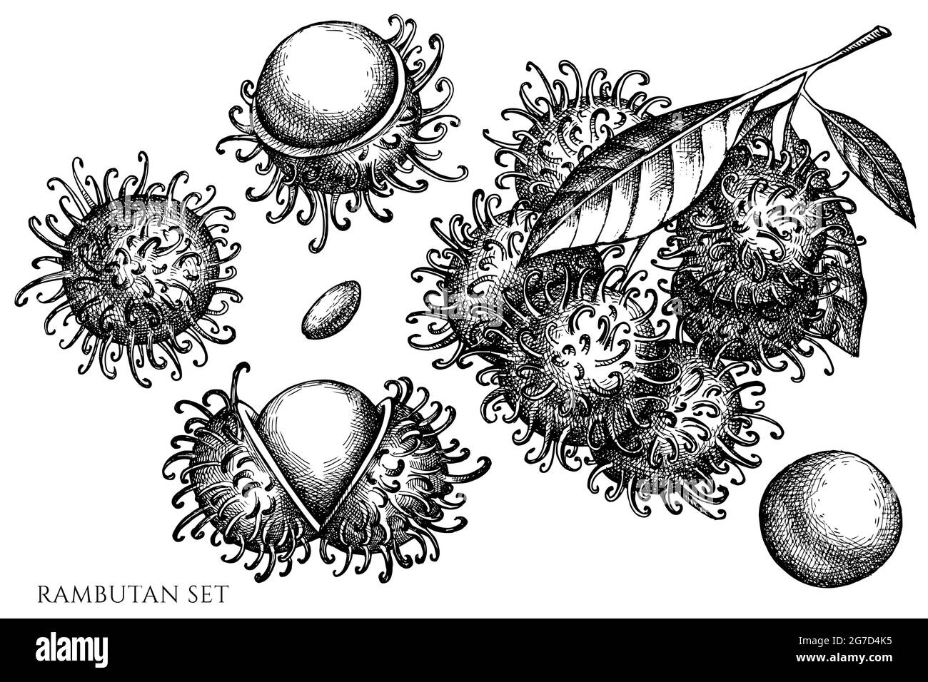 Vector set of hand drawn black and white rambutan Stock Vector Image ...