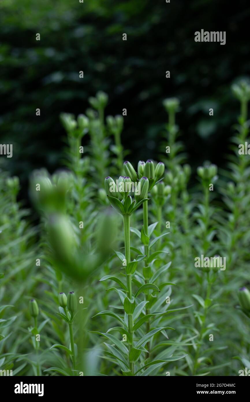 Stems of lily flower hi-res stock photography and images - Alamy