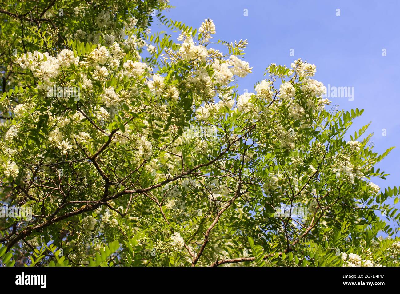 Blooming flowers of white acacia tree in a park at spring Stock Photo ...
