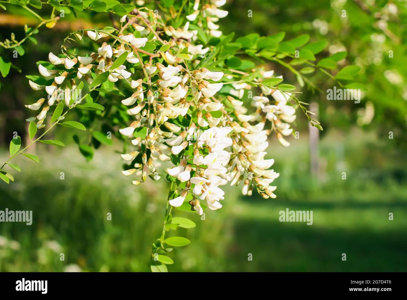 Blooming flowers of white acacia tree in a park at spring Stock Photo ...