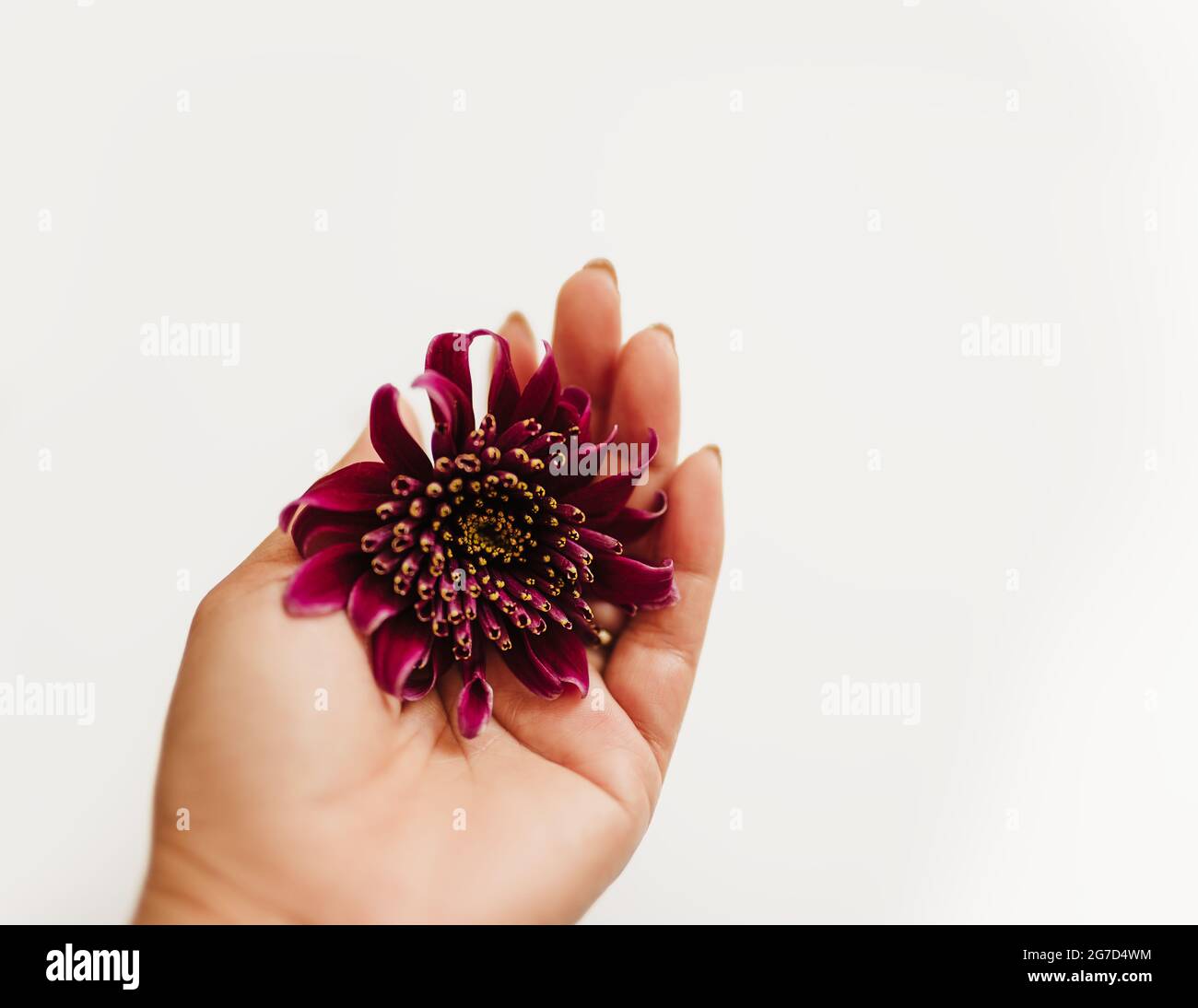 Closeup shot of a hand holding a dark purple flower Stock Photo - Alamy