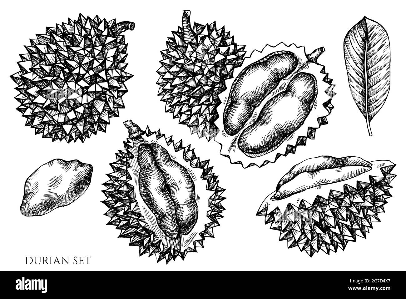 Vector set of hand drawn black and white durian Stock Vector Image ...