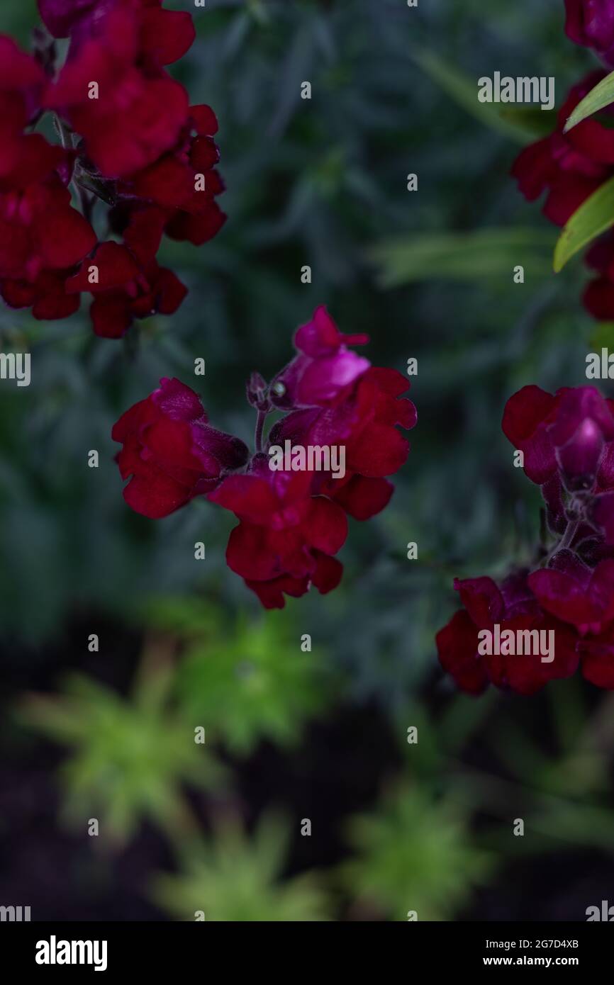 Dark red garden snapdragon antirrhinum hi-res stock photography and ...