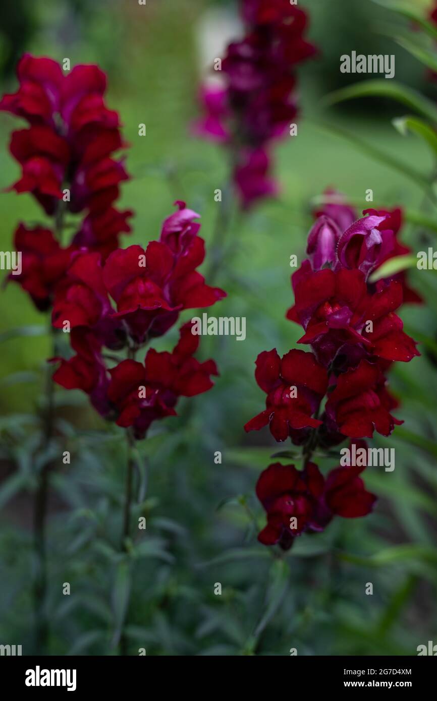 dark red Snapdragon (Antirrhinum) in full bloom in home garden Stock ...