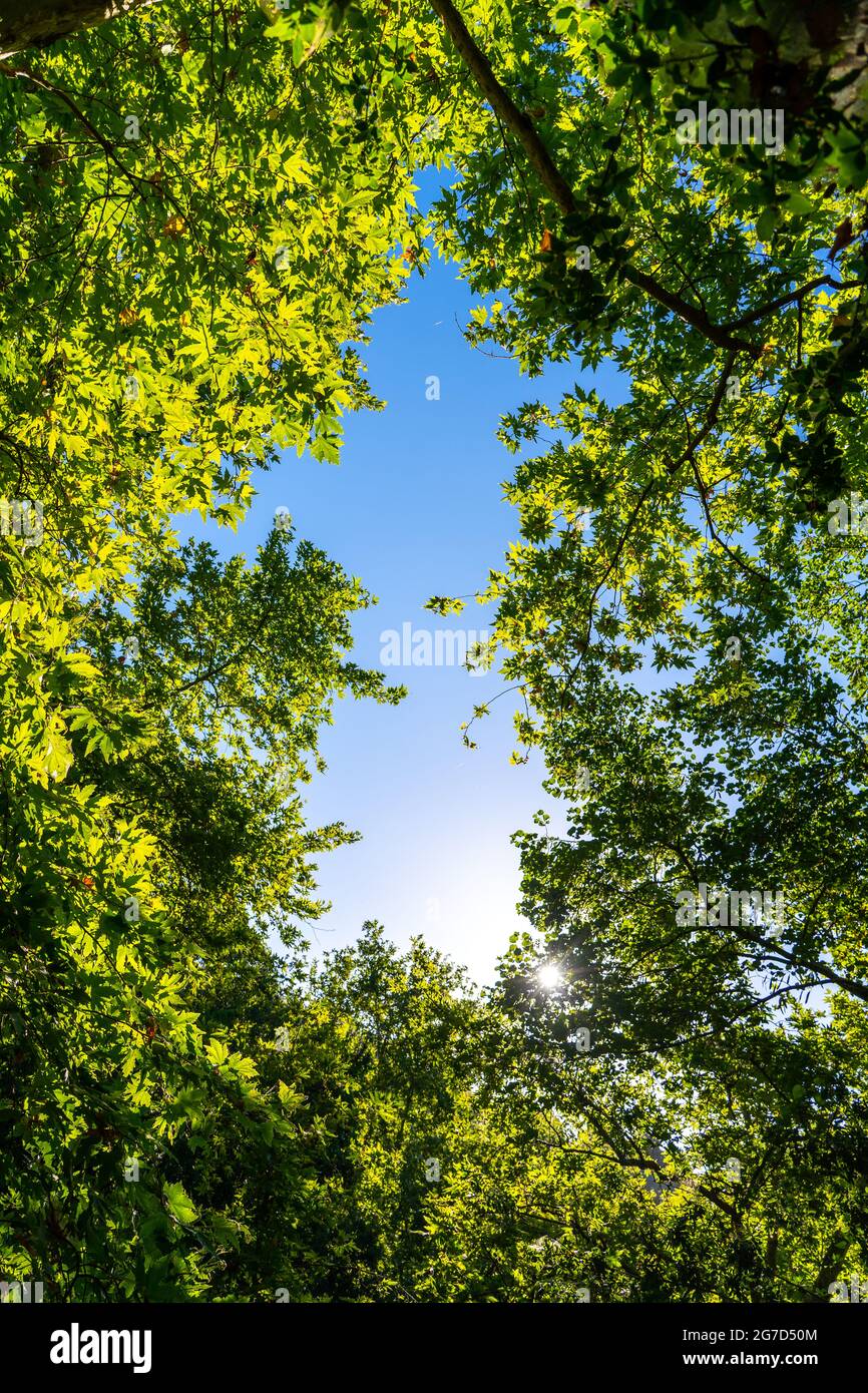 Canopy of Populus (AKA poplar, aspen, or cottonwood) and the Old World ...