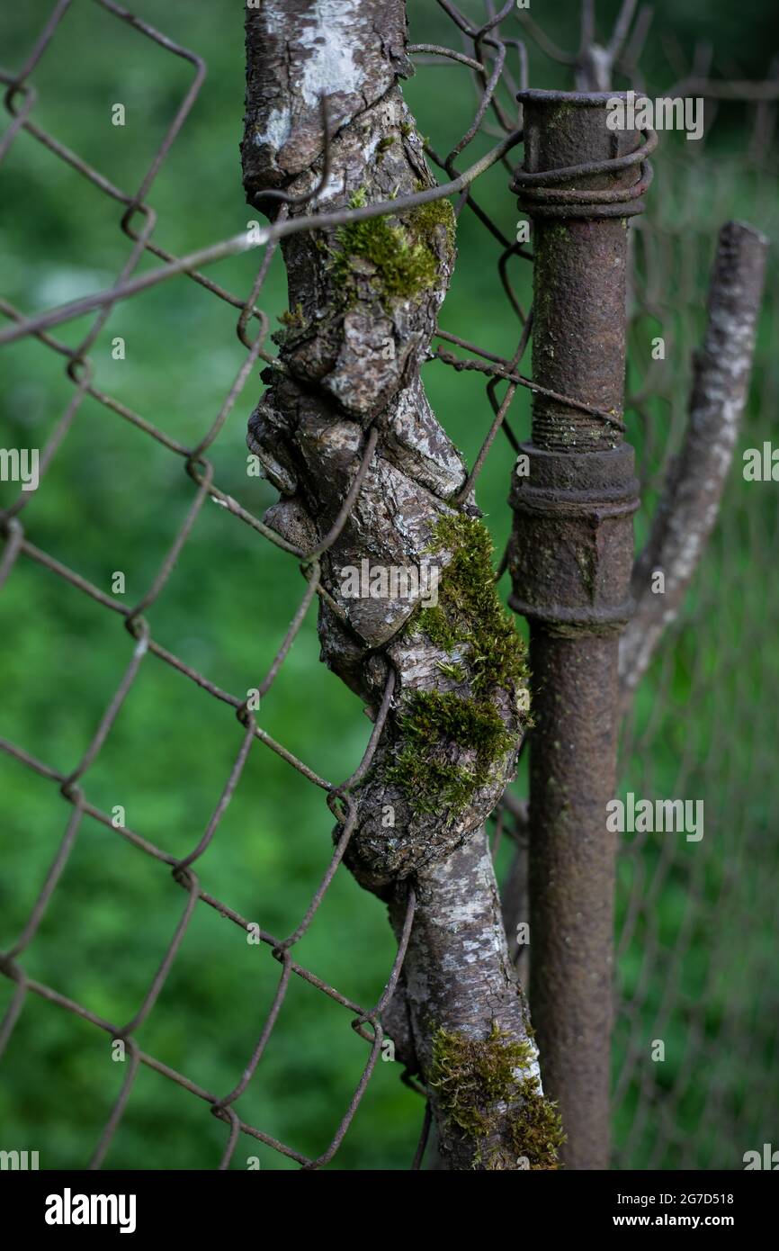 brown tree trunk grown into metal fence Stock Photo - Alamy