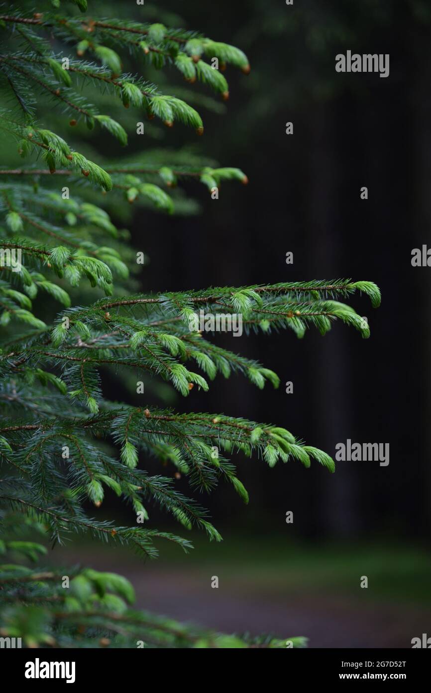 Scottish conifers hi-res stock photography and images - Alamy