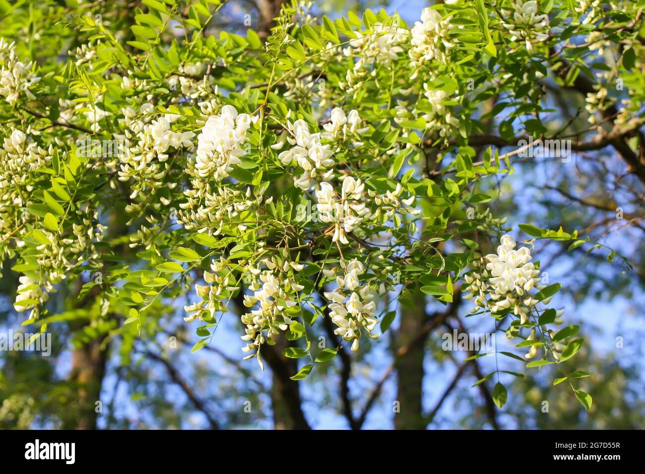 Blooming flowers of white acacia tree in a park at spring Stock Photo ...