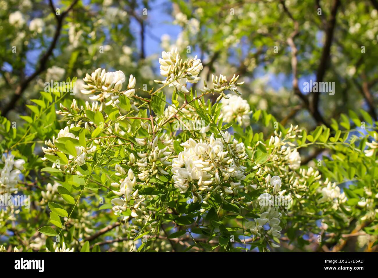 Blooming flowers of white acacia tree in a park at spring Stock Photo ...