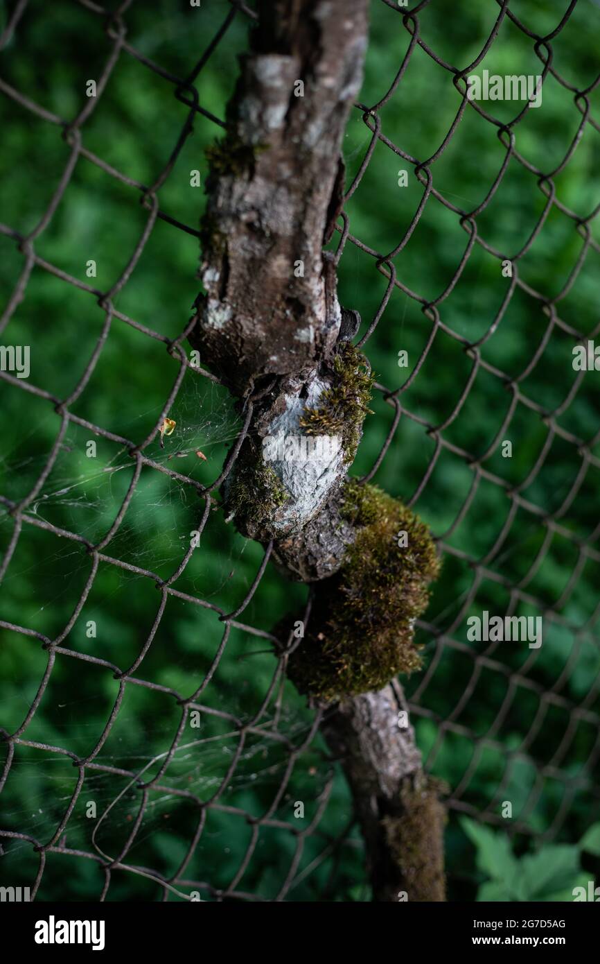 brown tree trunk grown into metal fence Stock Photo - Alamy