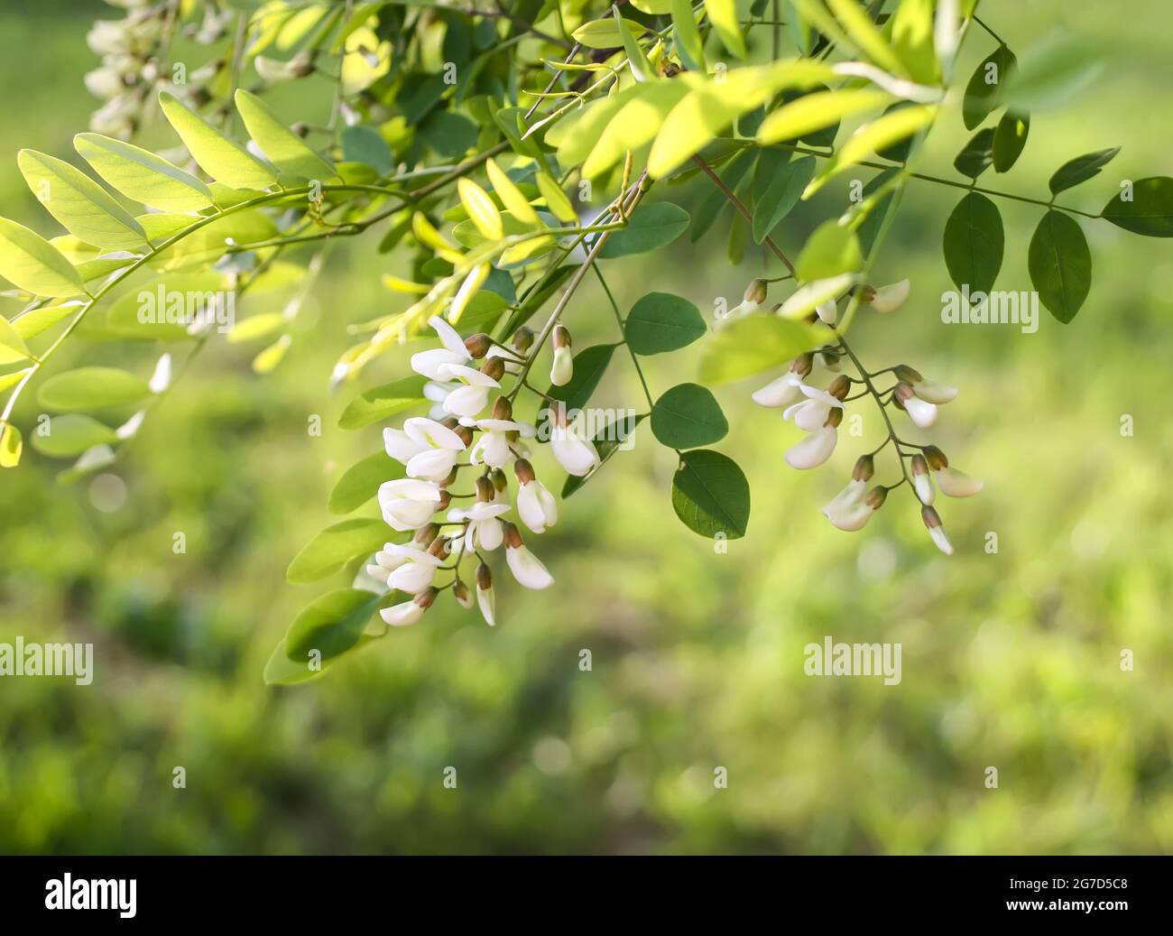 Blooming flowers of white acacia tree in a park at spring Stock Photo ...
