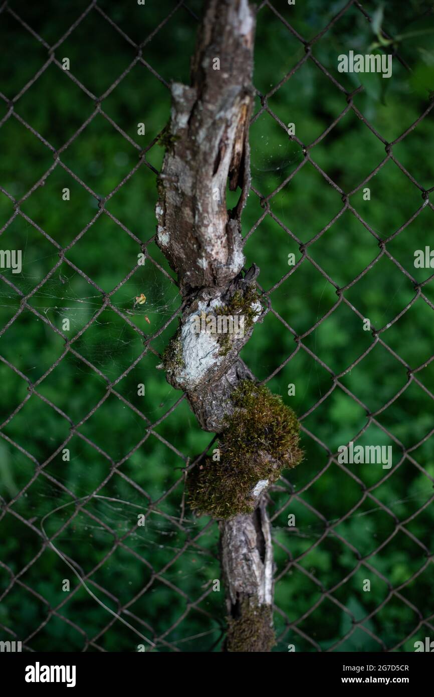 Tree trunk fence hi-res stock photography and images - Alamy