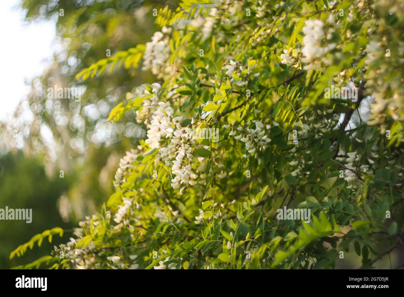 Blooming flowers of white acacia tree in a park at spring Stock Photo ...