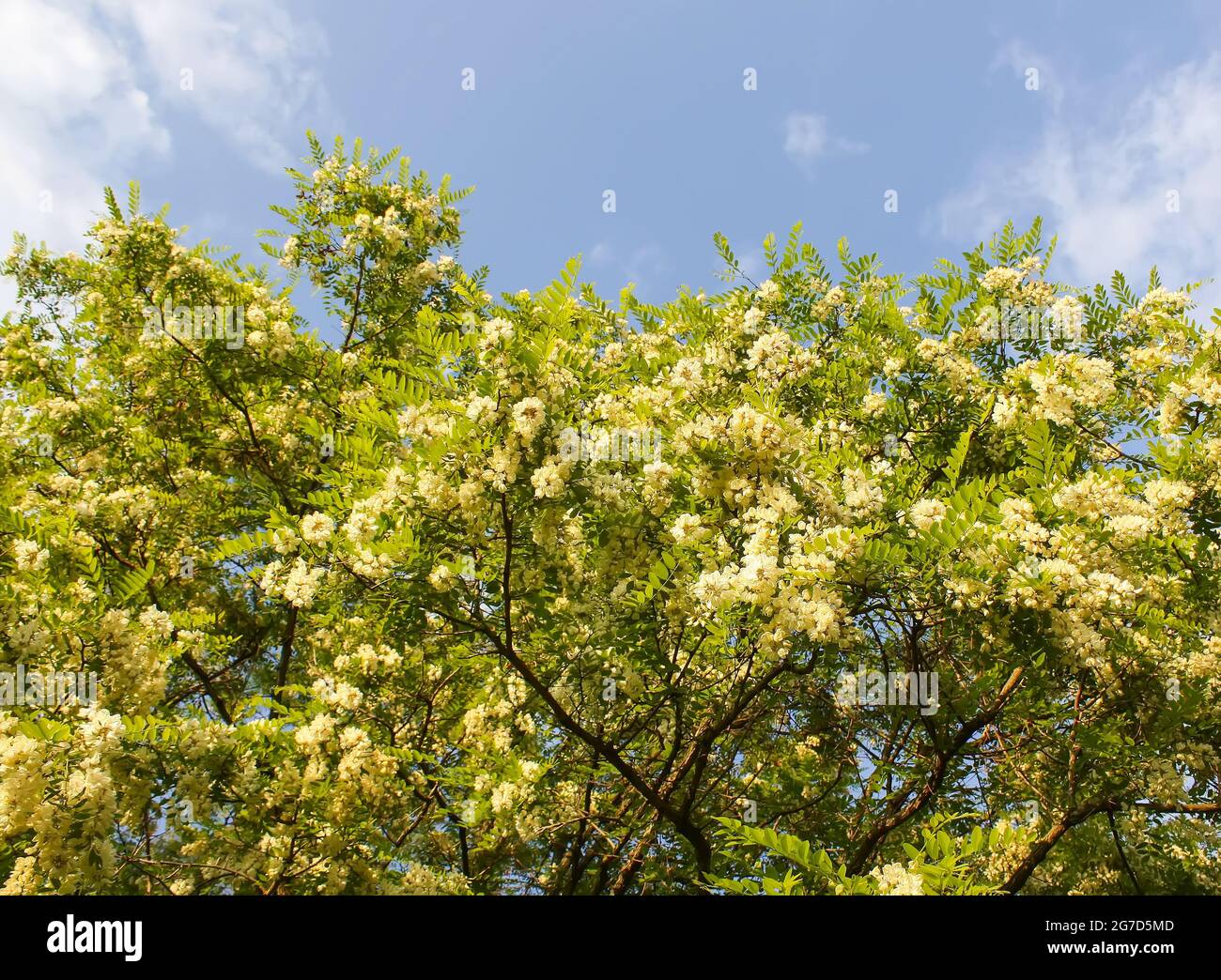 Blooming flowers of white acacia tree in a park at spring Stock Photo ...
