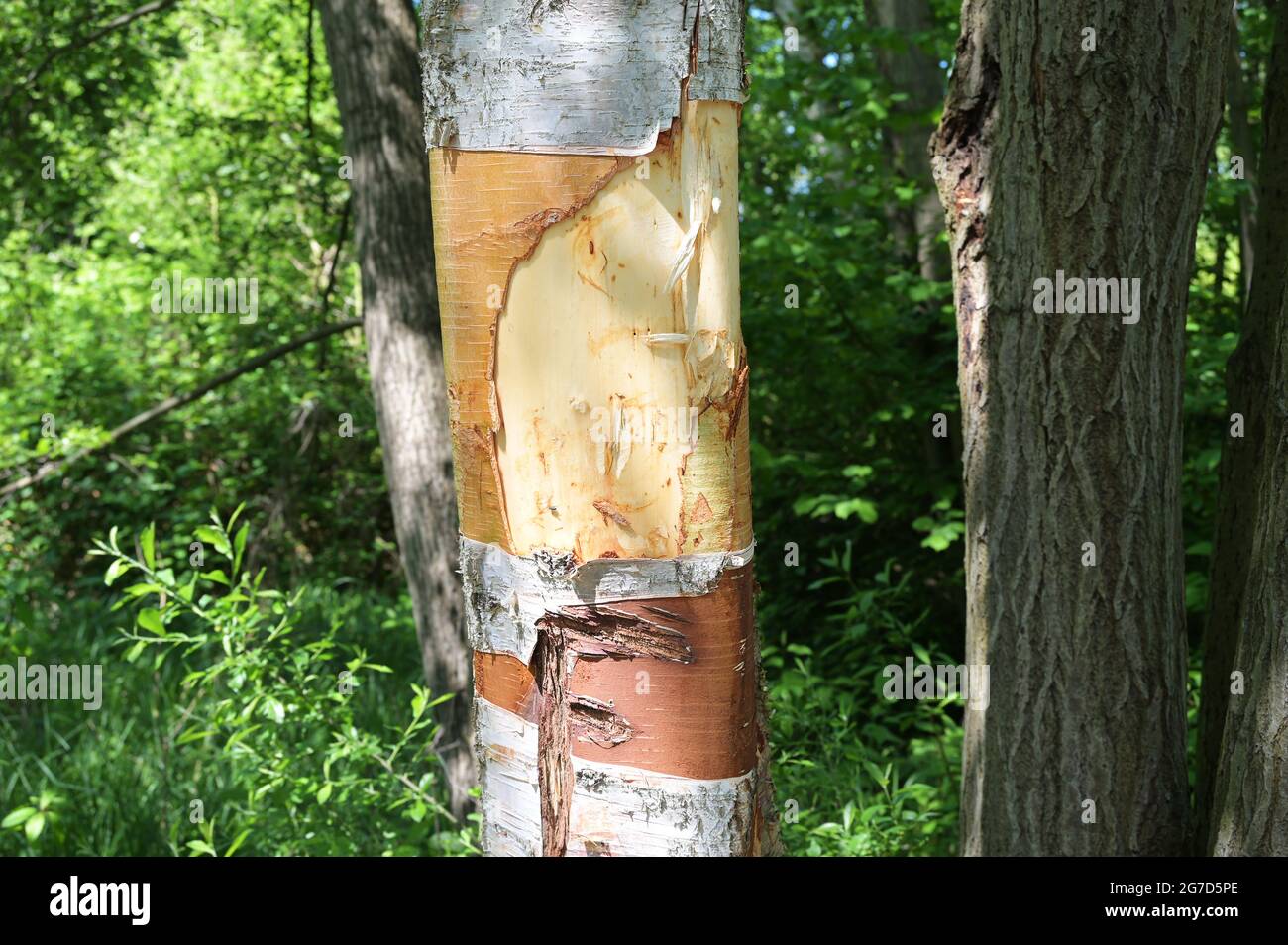 bark damage on the trunk of a birch tree in the forest, copy space ...
