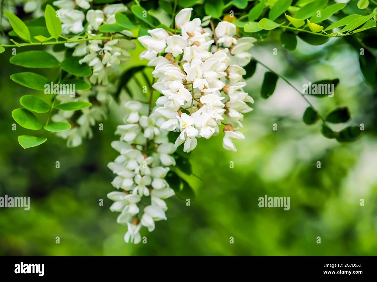 Blooming flowers of white acacia tree in a park at spring Stock Photo ...