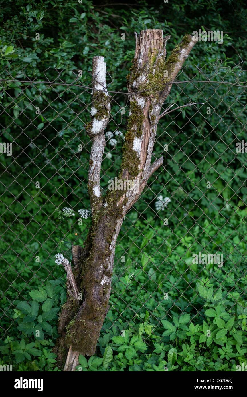 brown tree trunk grown into metal fence Stock Photo - Alamy