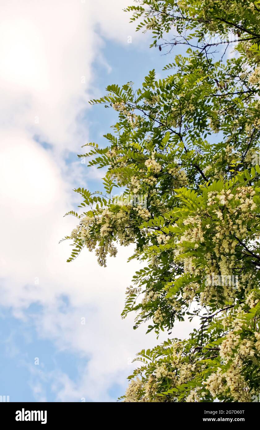 Blooming flowers of white acacia tree in a park at spring Stock Photo ...