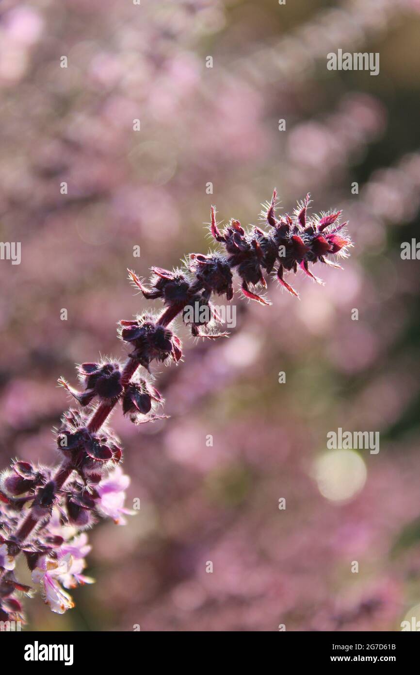 Closeup shot of a Short-flowered sage field Stock Photo - Alamy