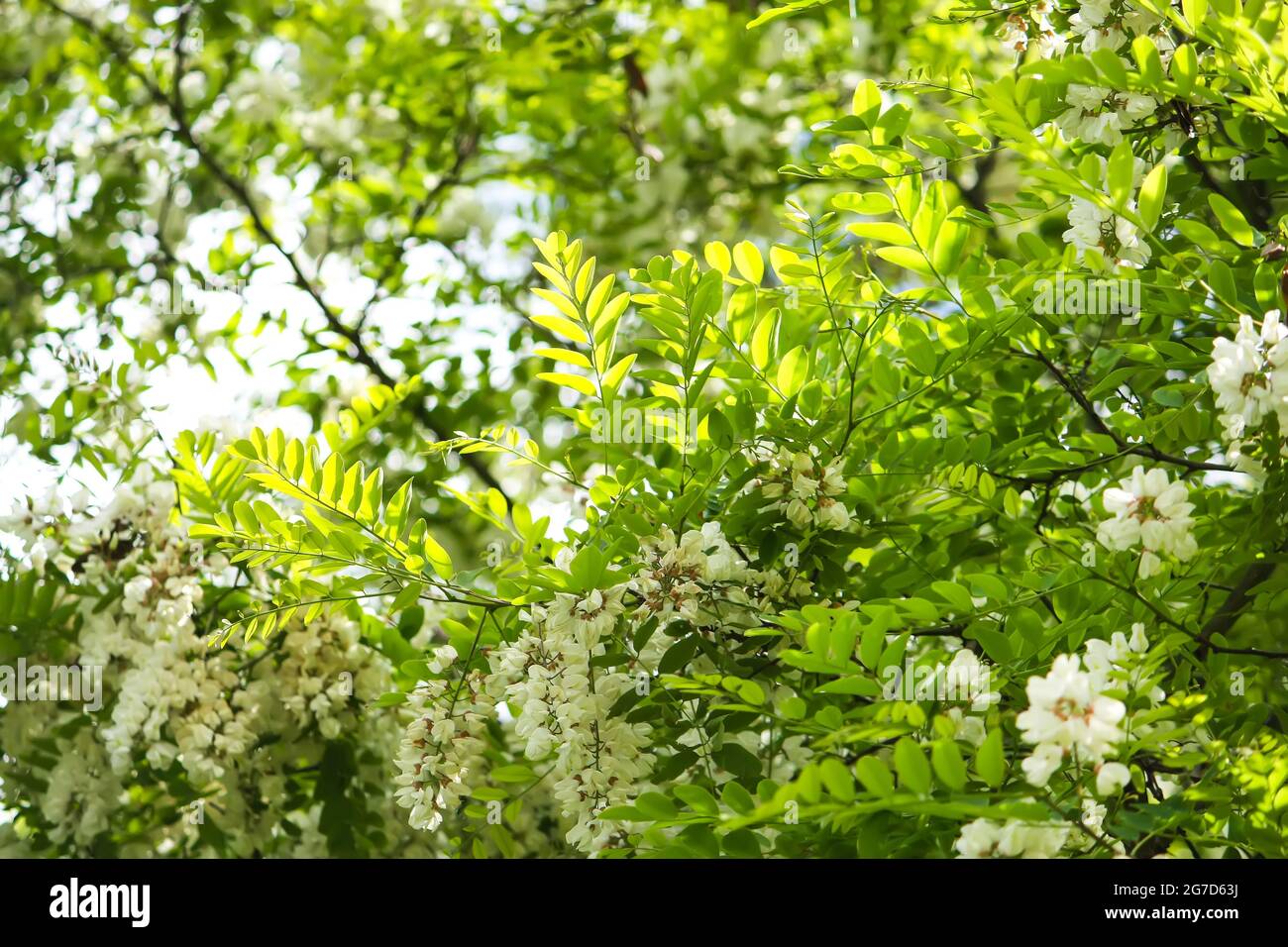 Blooming flowers of white acacia tree in a park at spring Stock Photo ...