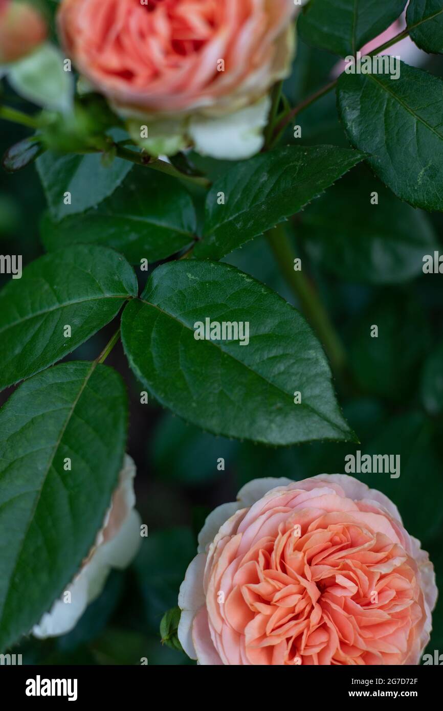 Beautiful pinkish orange rose hi-res stock photography and images - Alamy