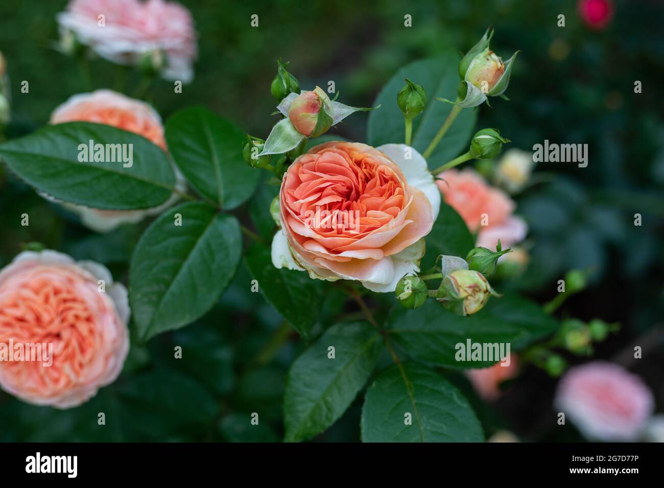 Rose (Rosa) bush in full bloom in pinkish-orange salmon color Stock ...