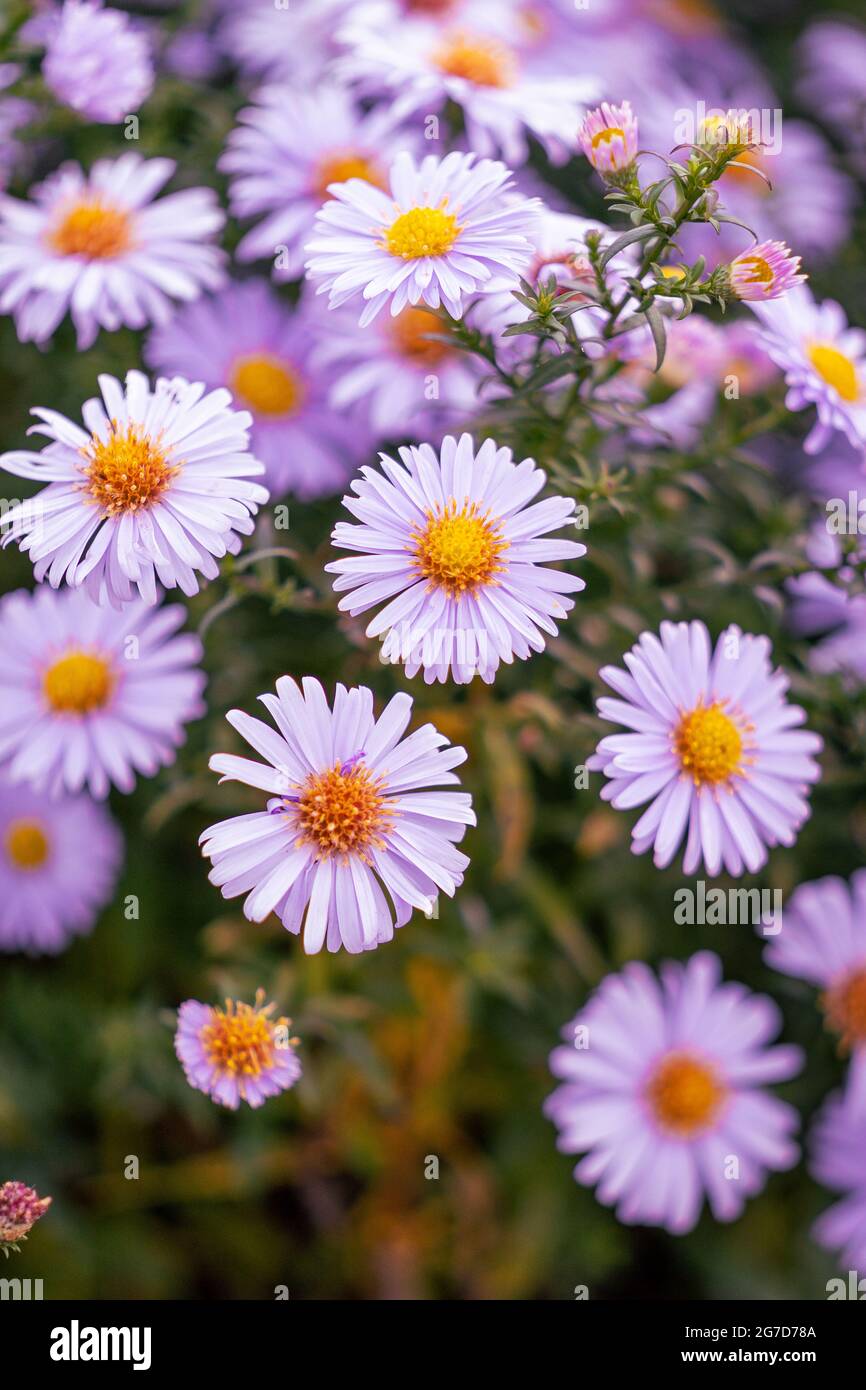 Beautiful background of fresh aster flowers in a garden Stock Photo - Alamy