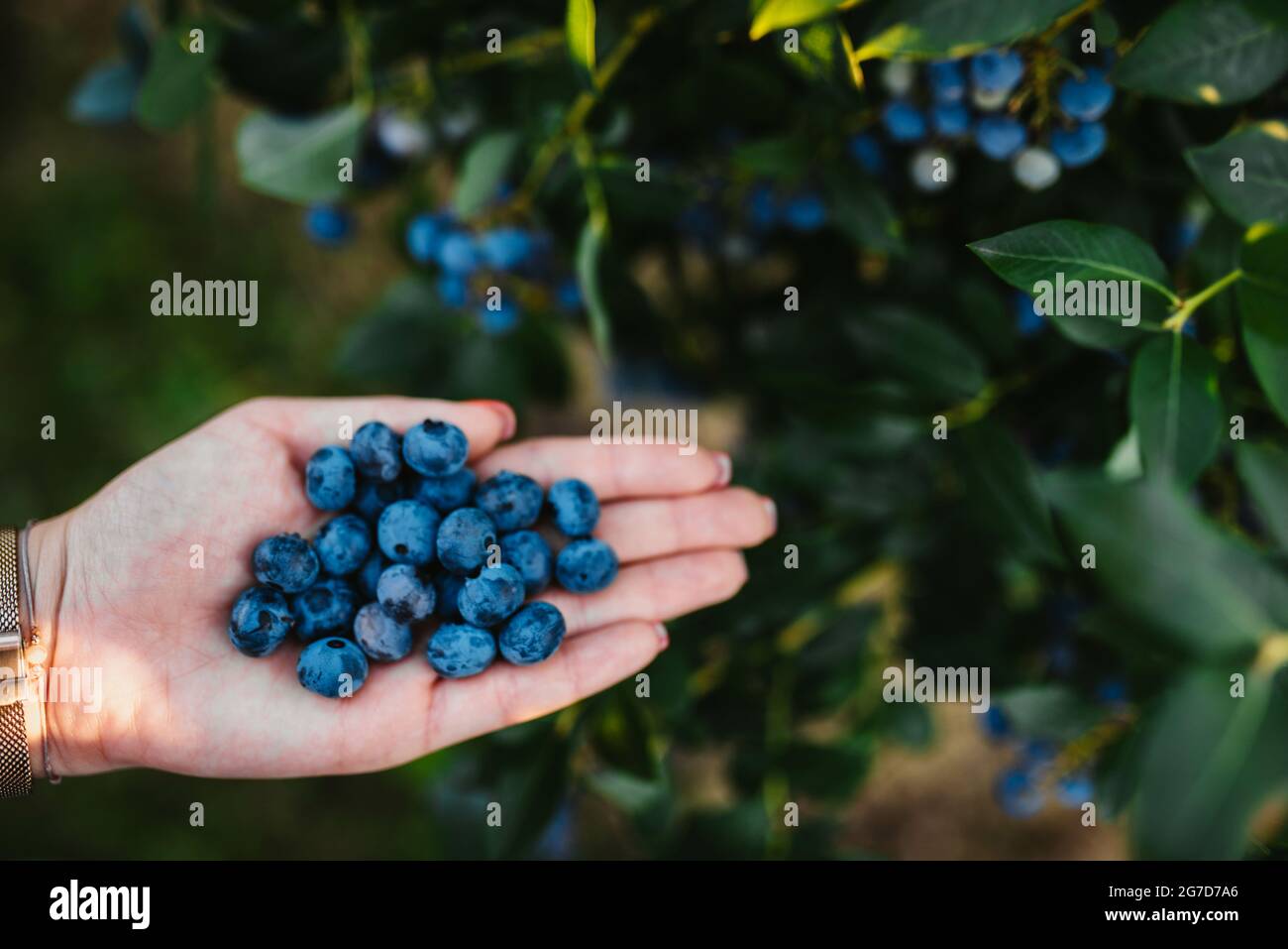 Blueberry harvest, on a blueberry plantation in Serbia Stock Photo - Alamy