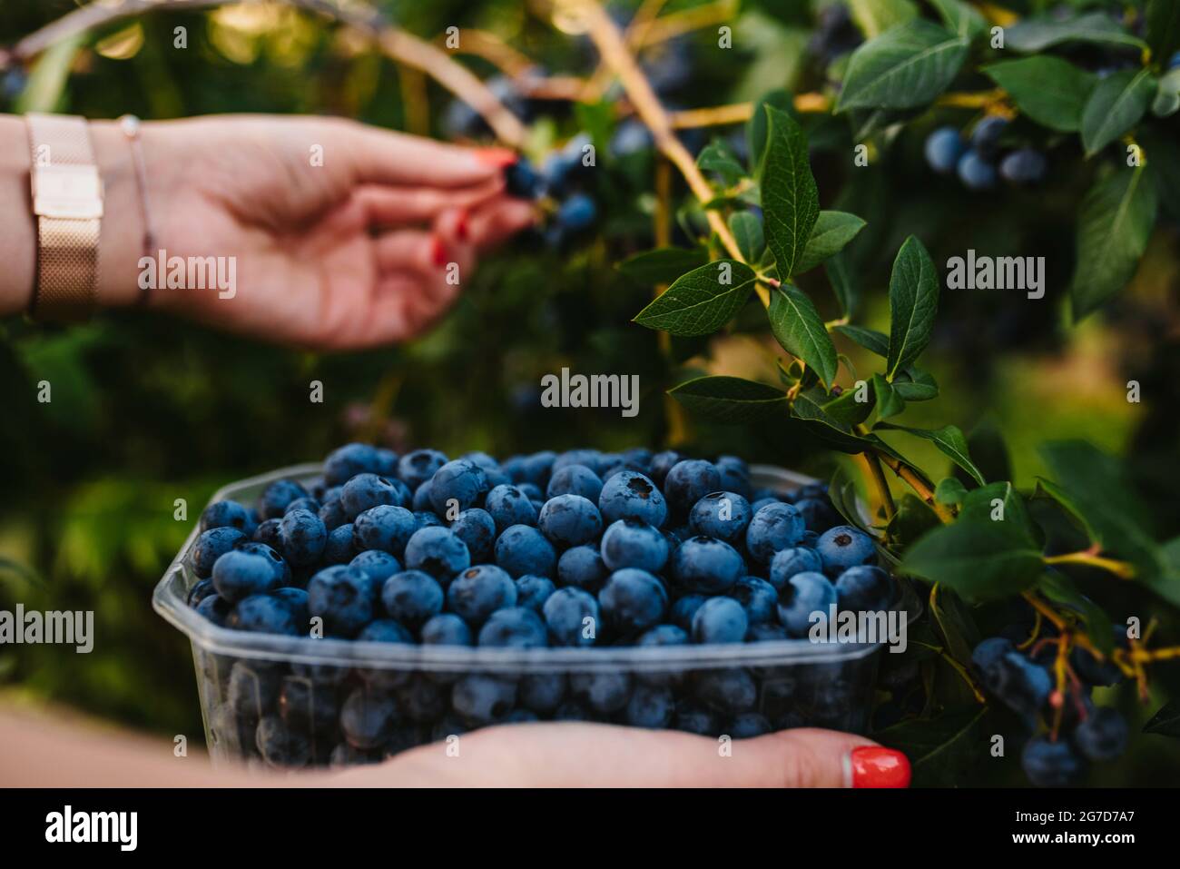Blueberry harvest, on a blueberry plantation in Serbia Stock Photo - Alamy