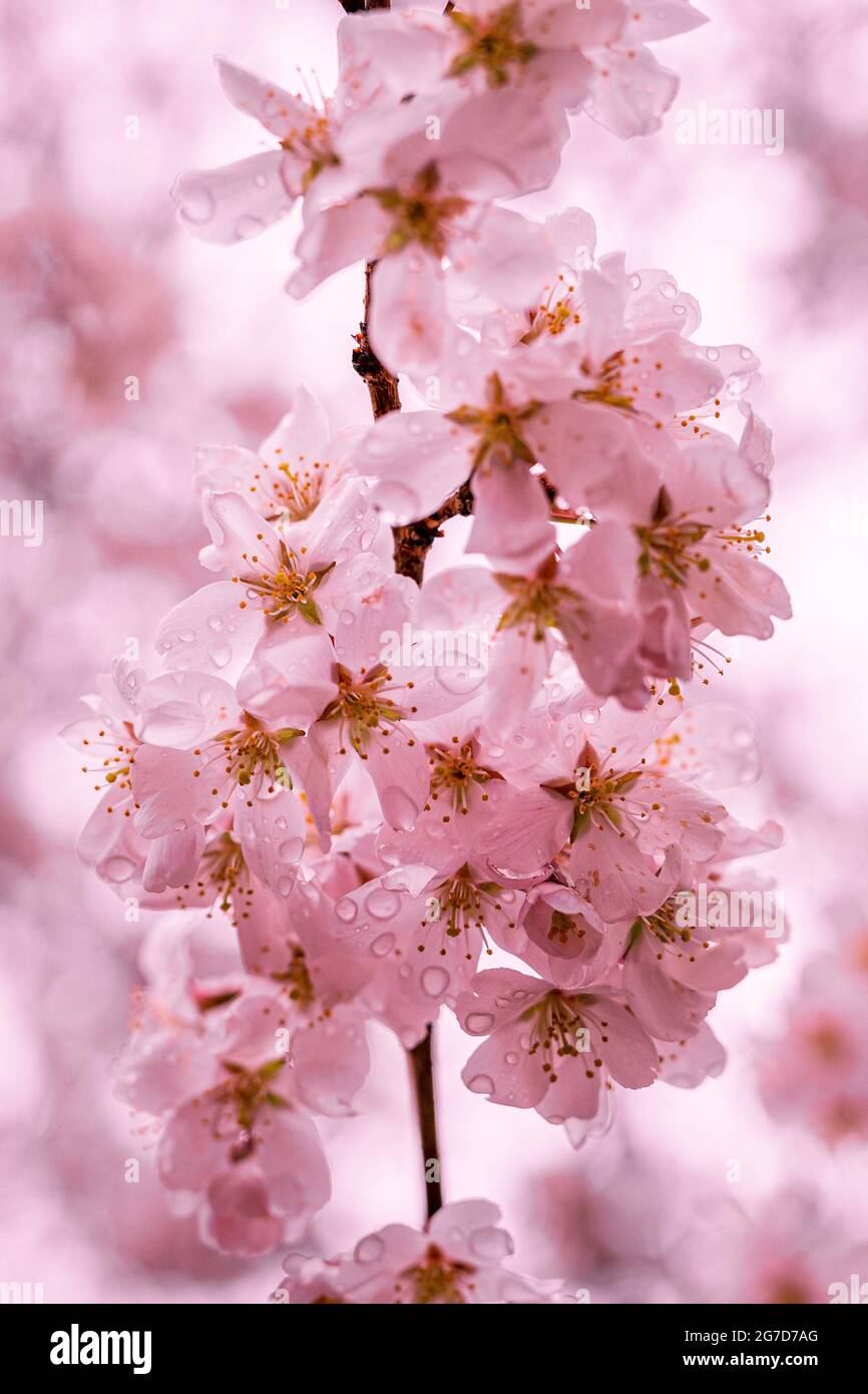 Closeup of pink blossoms of blooming sakura tree Stock Photo - Alamy