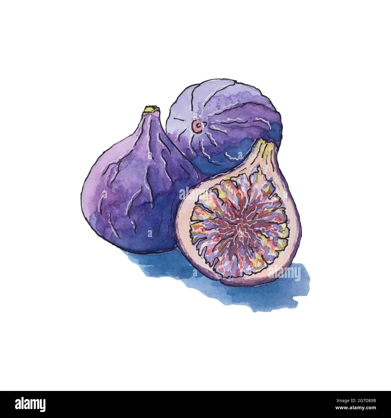 Vector figs watercolor sketch, isolated, white background. For your ...