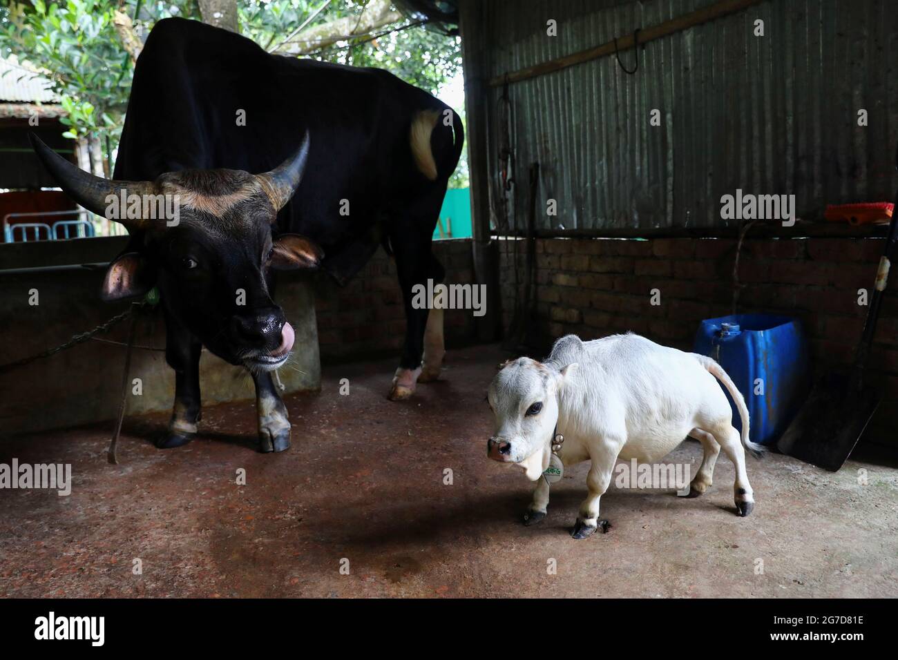 Rani dwarf cow hi-res stock photography and images - Alamy