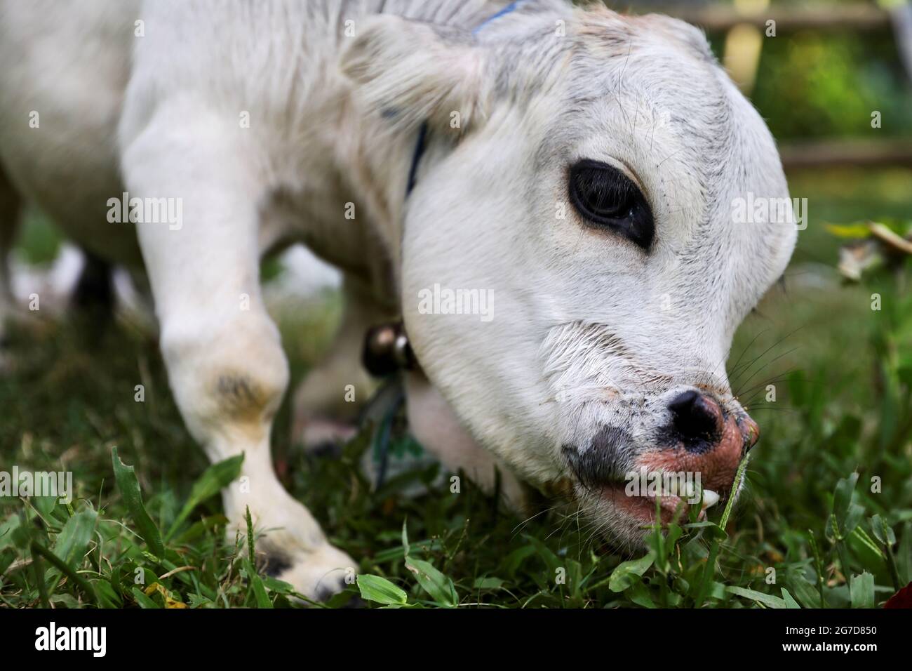 The Smallest Cow In The World