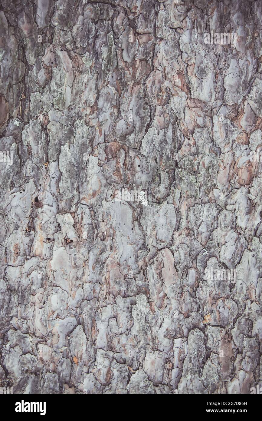 Tree bark natural background hi-res stock photography and images - Alamy