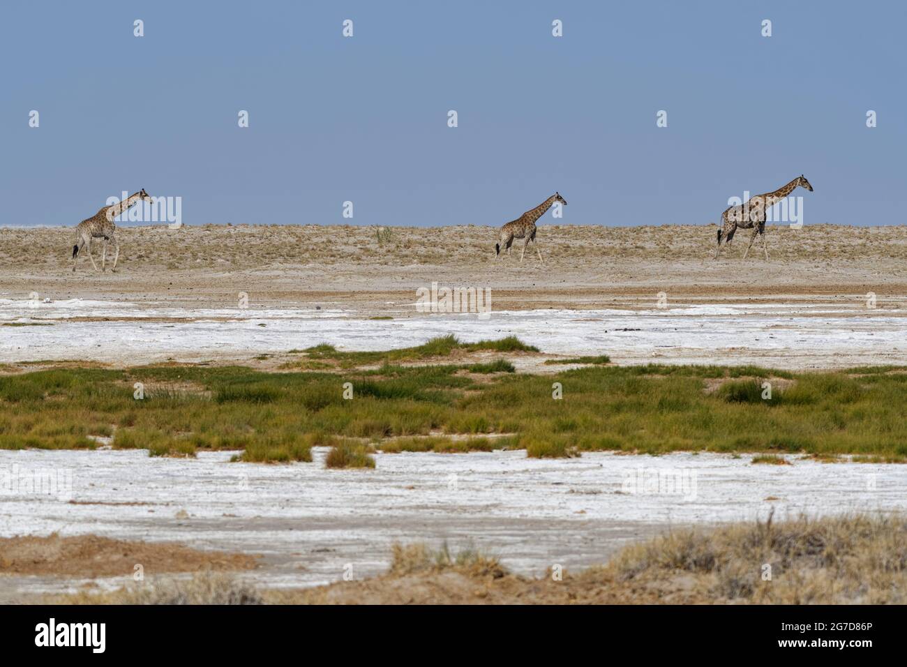 Namibian giraffes (Giraffa camelopardalis angolensis), adult with two ...