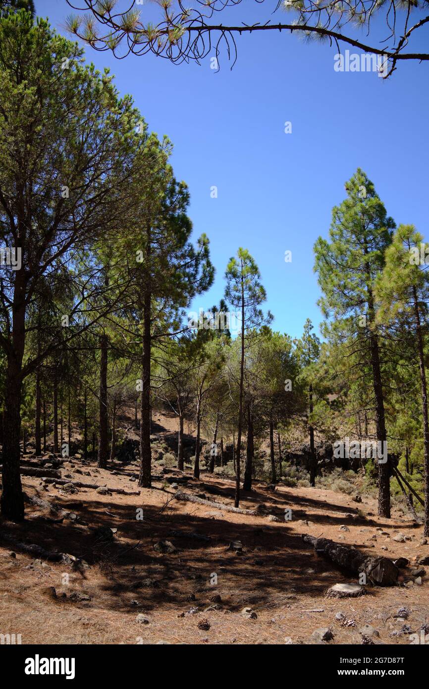 Pinewood landscape in the top of Gran Canaria Stock Photo - Alamy