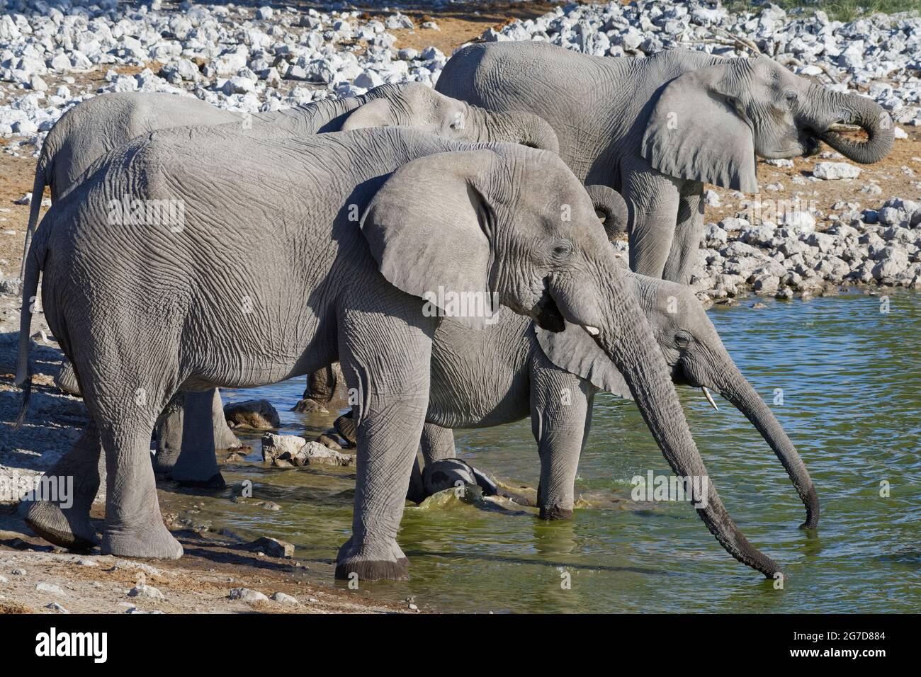 Lying elephant hi-res stock photography and images - Alamy