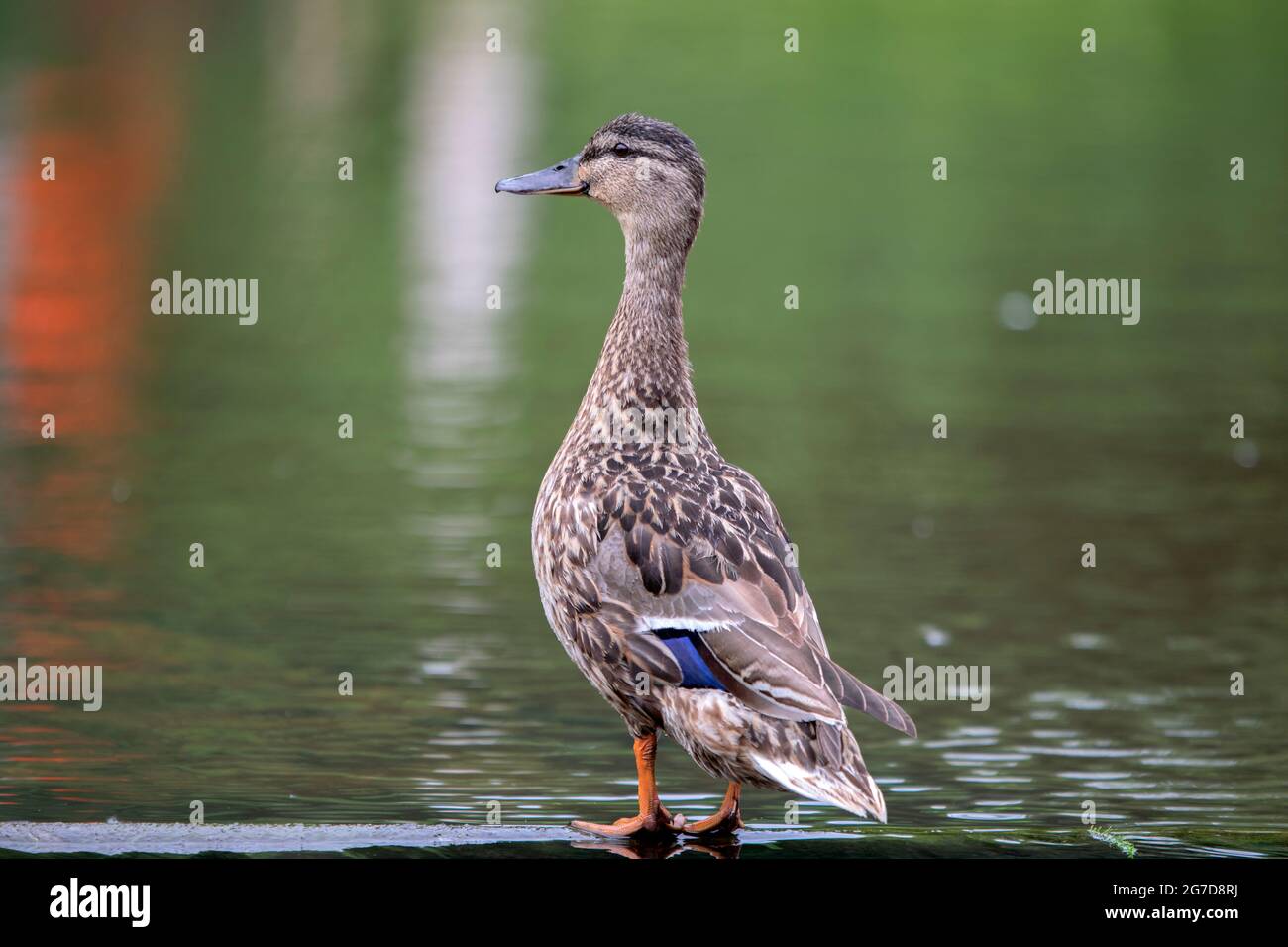 Female Duck At Amsterdam The Netherlands 19-7-2020 Stock Photo - Alamy