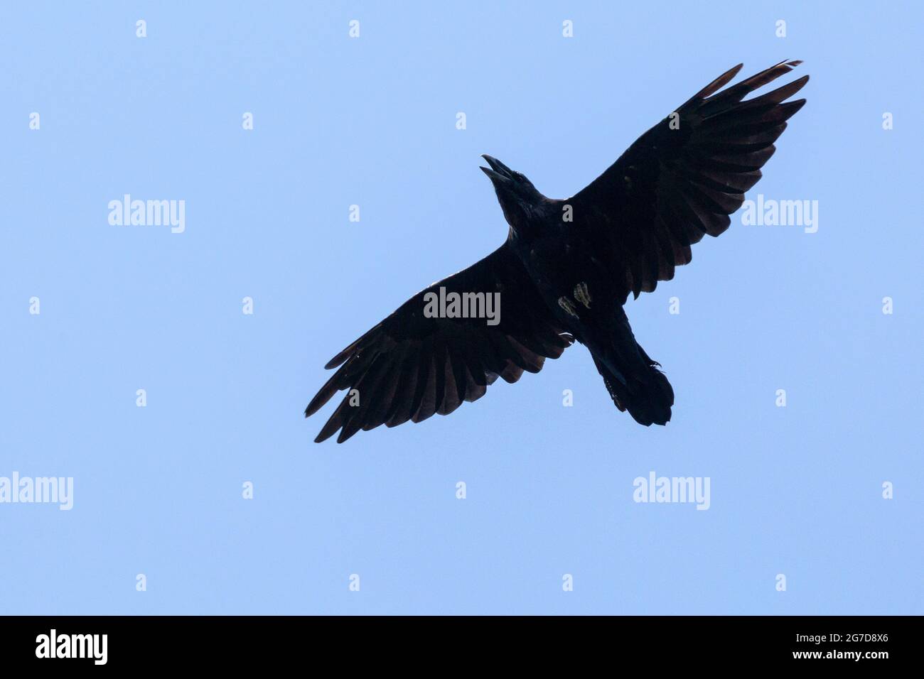 Flying raven hi-res stock photography and images - Alamy
