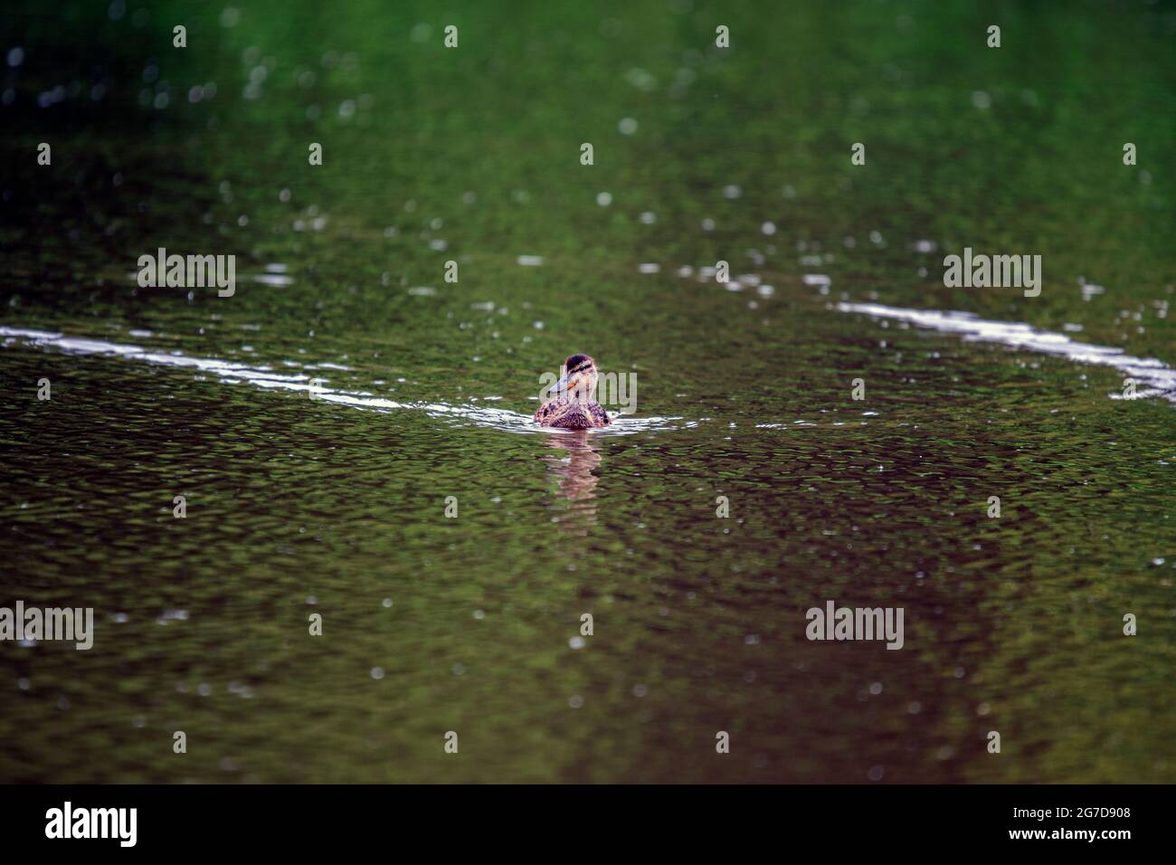 Small Little Duck Swimming In The Water At Amsterdam The Netherlands 19 ...