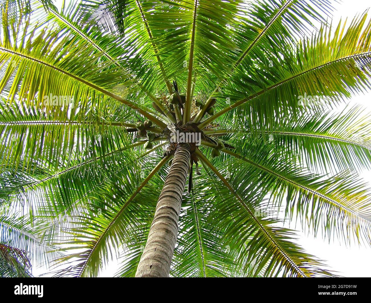 Low angle view of greenish coconut tree natural umbrella tropical trees ...