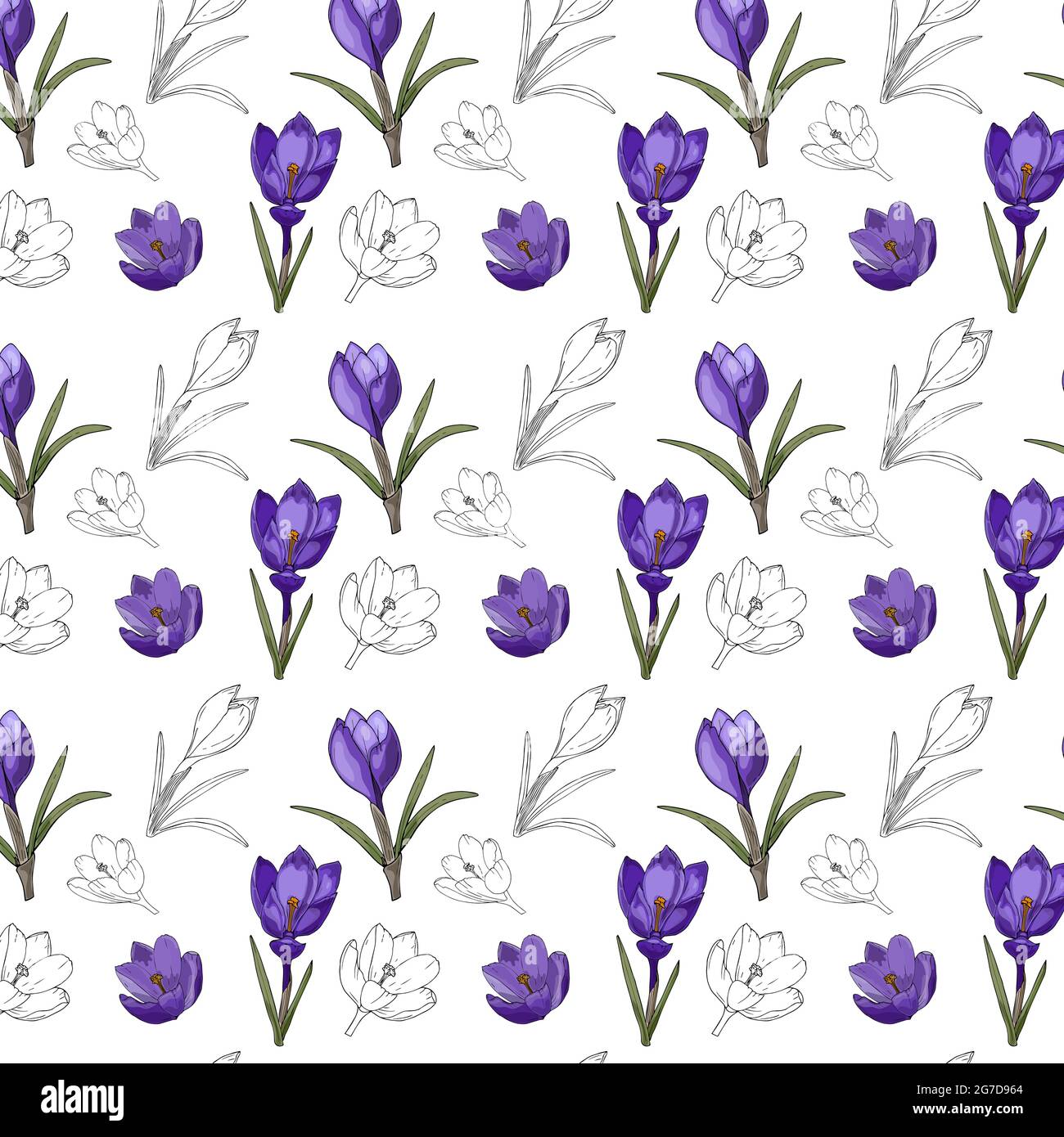 Crocus pattern, hand drawing, purple and white, contour, on a white ...