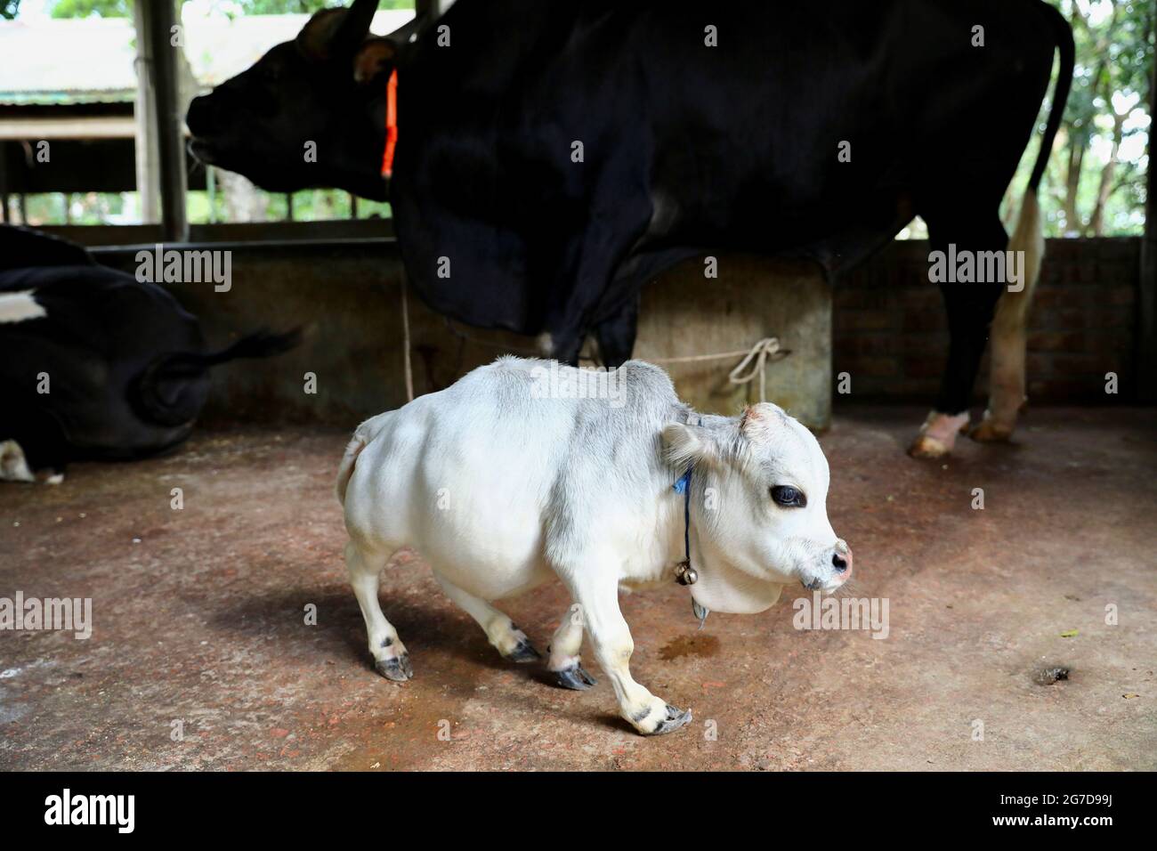 The Smallest Cow In The World