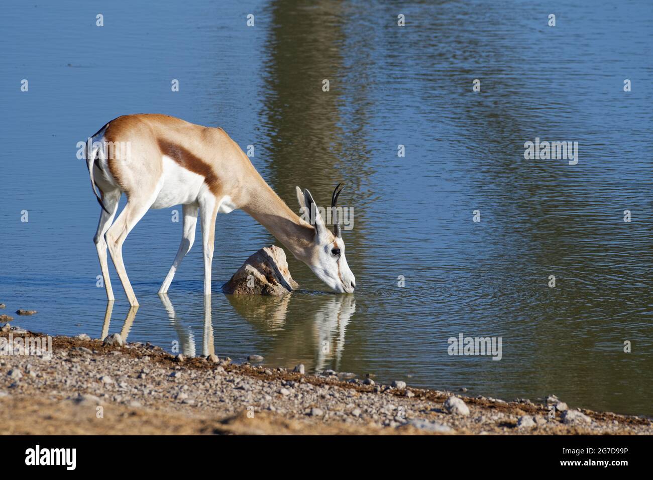 Springbok drinking water hi-res stock photography and images - Alamy