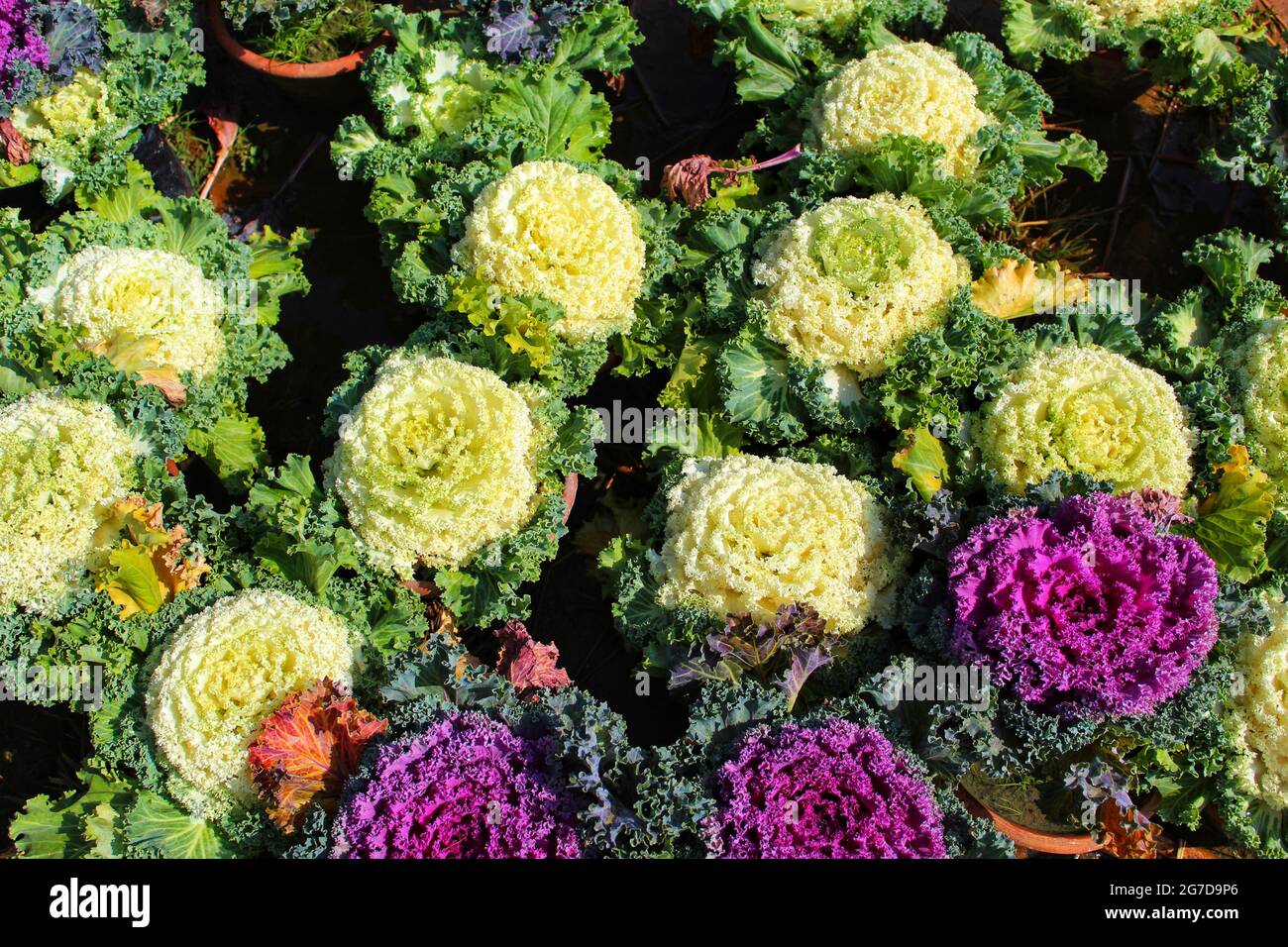 Beautiful colored cabbage decoration in a garden Stock Photo - Alamy