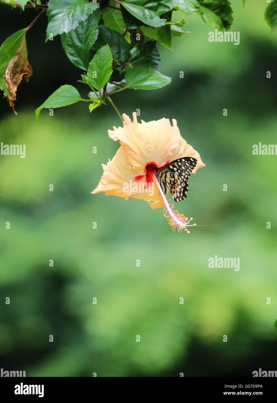 Selective focus shot of a beautiful butterfly collecting nectar from ...