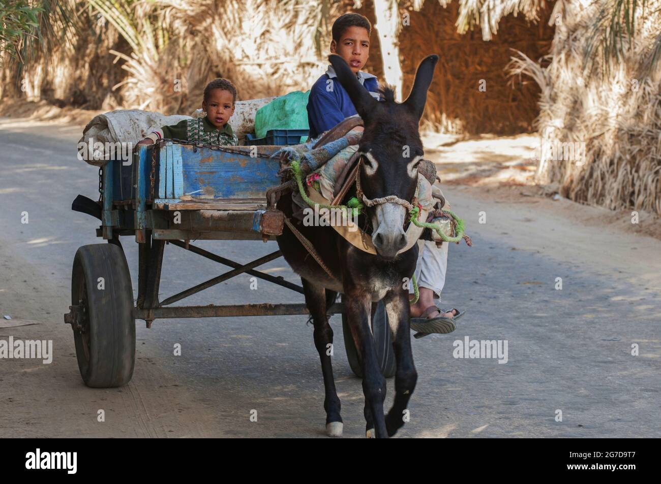 Village boy riding a mule cart in the Siwa Oasis, an isolated community ...